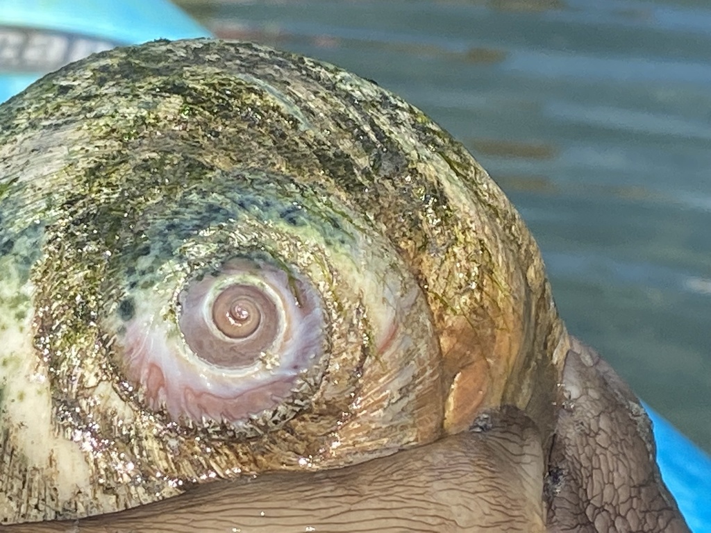 Lewis's Moon Snail from North Pacific Ocean, CA on August 04, 2021 at ...