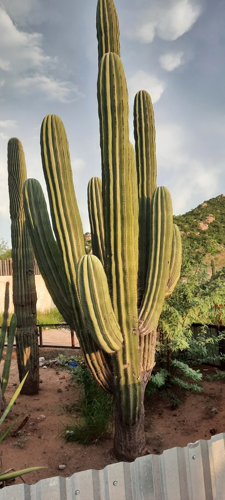 Mexican Giant Cactus from Hermosillo, Son., México on August 4, 2021 at ...