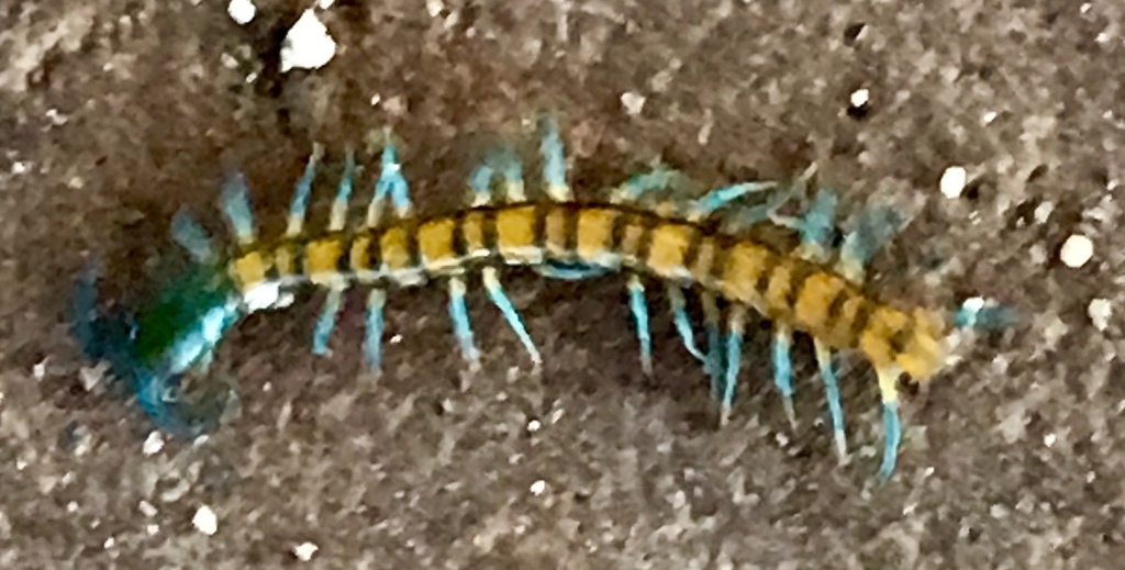 Pacific Giant Centipede from Jalan Pantai Sanur, Denpasar, Bali, ID on ...