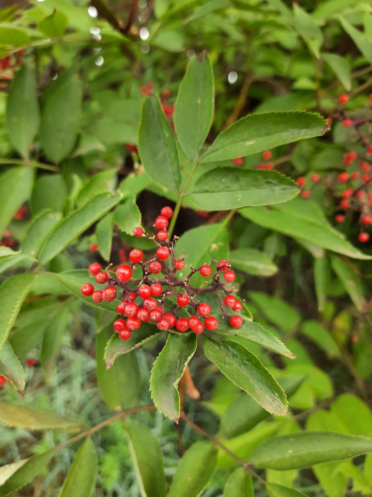 red-berried elder from Shirinskiy rayon, RU-KK, RU on July 28, 2021 at ...