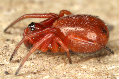 Hypsosinga sanguinea · iNaturalist