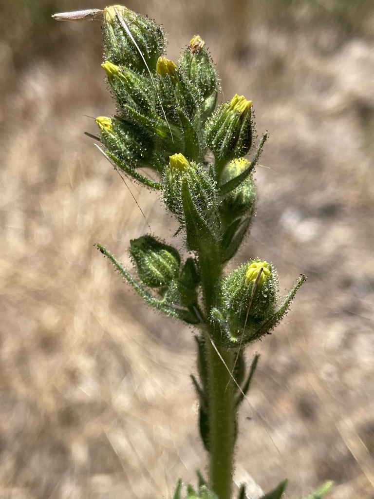 coast tarweed in August 2021 by Steve Root · iNaturalist
