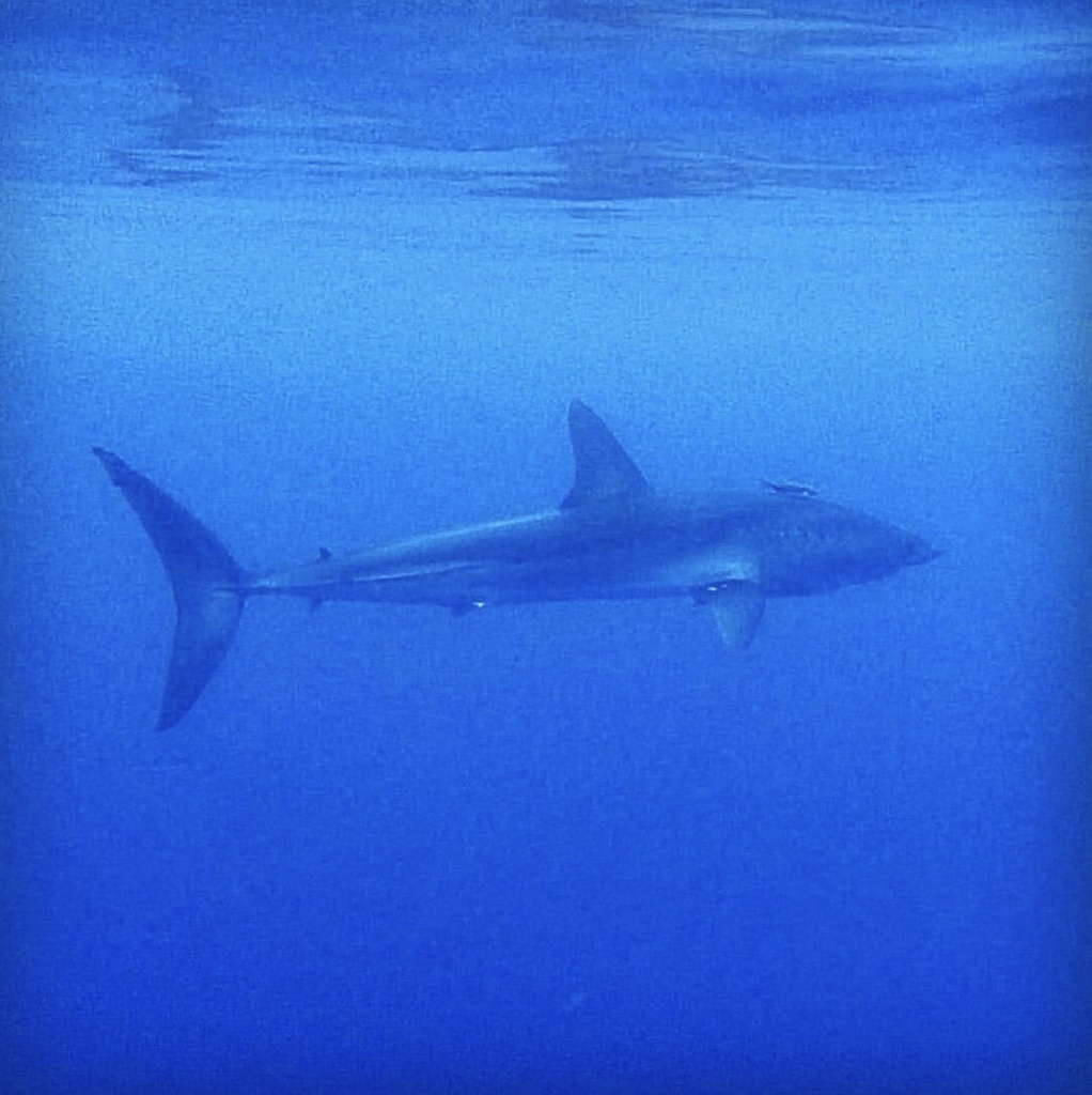 Shortfin Mako in October 2018 by Andrew Harmer · iNaturalist