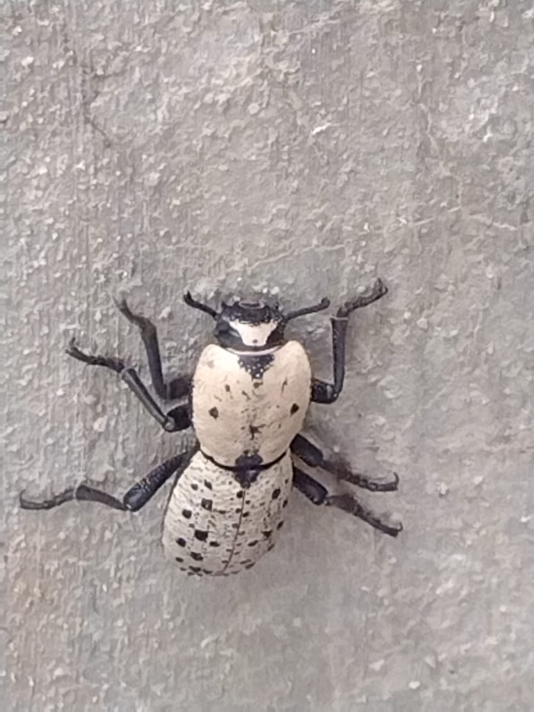 Zopherus from Santo Domingo Tianguistengo on July 14, 2021 by Jenny ...