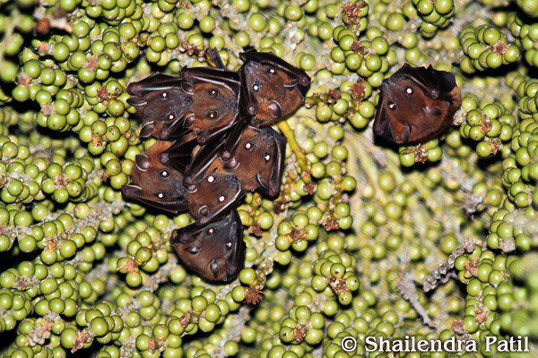 Greater Short-nosed Fruit Bat from Thane, IN-MH, IN on May 18, 2011 by ...