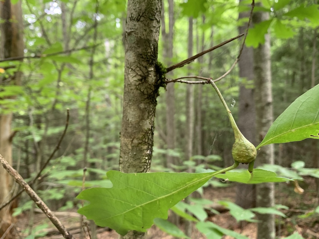 white oak from Charlestown, NH, US on August 5, 2021 at 12:22 PM by ...