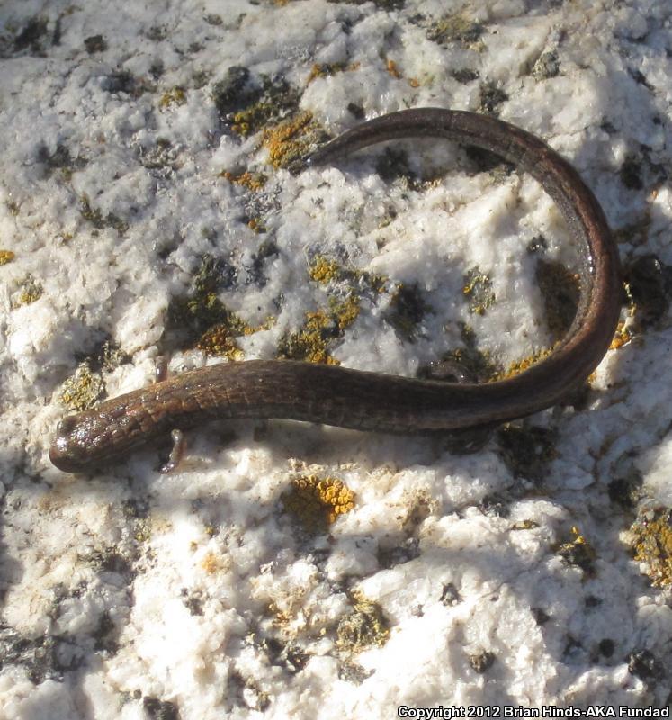 Gregarious Slender Salamander from Kern County, US-CA, US on December ...