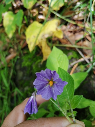 Papa cimarrona (Solanum demissum)