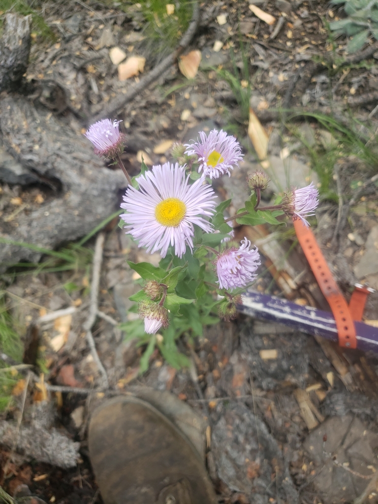 aspen fleabane from Apache County, US-AZ, US on July 26, 2021 at 12:13 ...