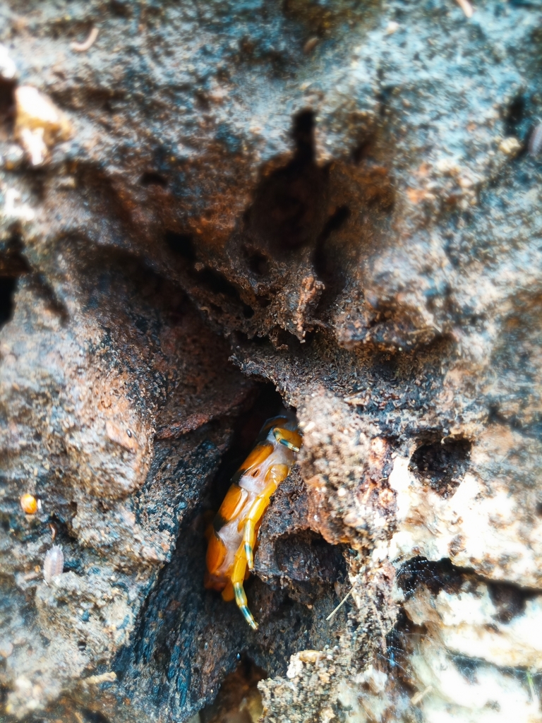 Scolopendra angulata from Princes Town Regional Corporation, Trinidad ...