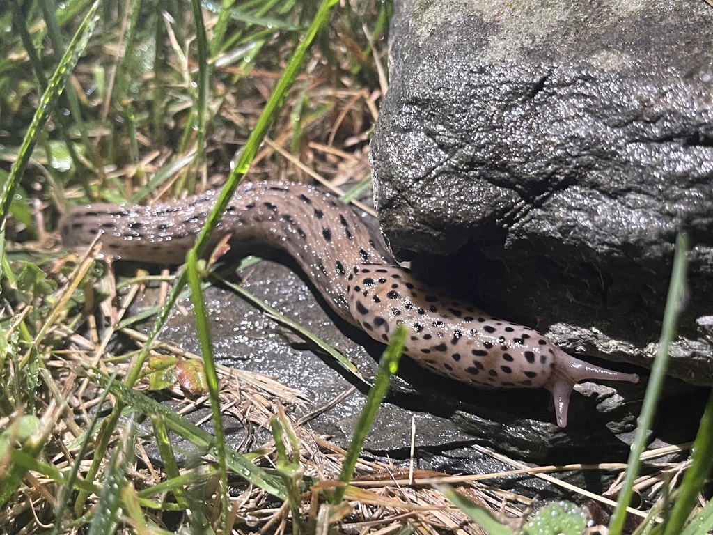 Leopard Slug from Prudence Island, Portsmouth, RI, US on August 05 ...