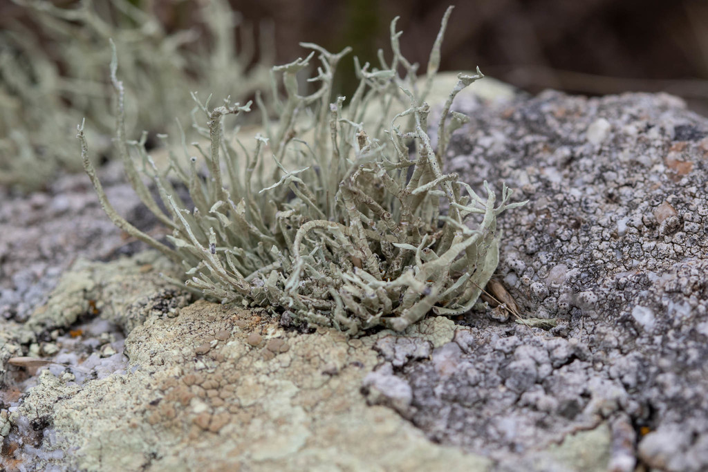 Armored Sea-Fog Lichen from Point Reyes National Seashore, Marin ...