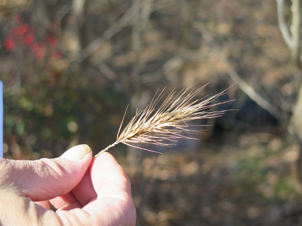 Canada wild rye from Elmer W. Oliver Nature Park on January 15, 2015 by ...