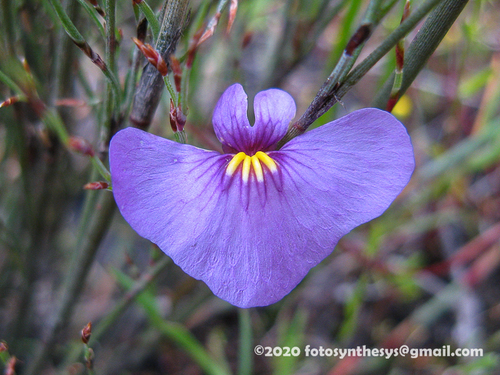 Utricularia inaequalis · iNaturalist