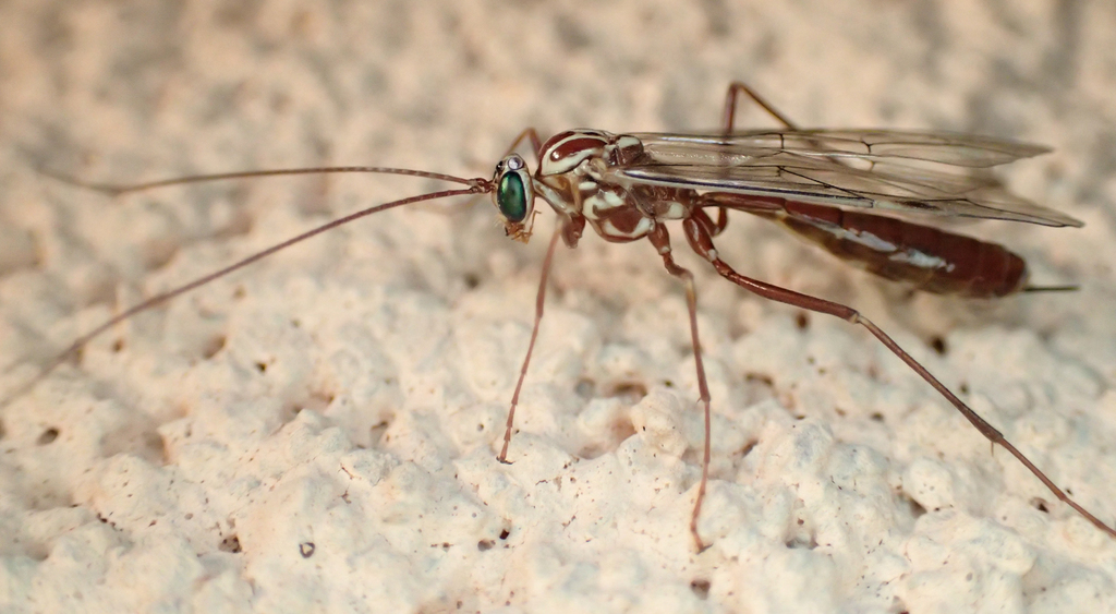 Netelia from Coconino County, AZ, USA on April 5, 2018 at 08:59 PM by ...