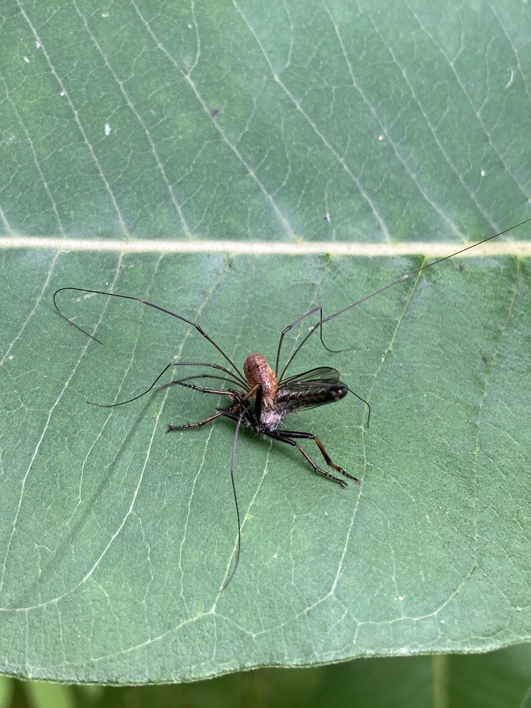 Leiobunum from Hanover, NH, US on August 05, 2021 at 02:00 PM by ...