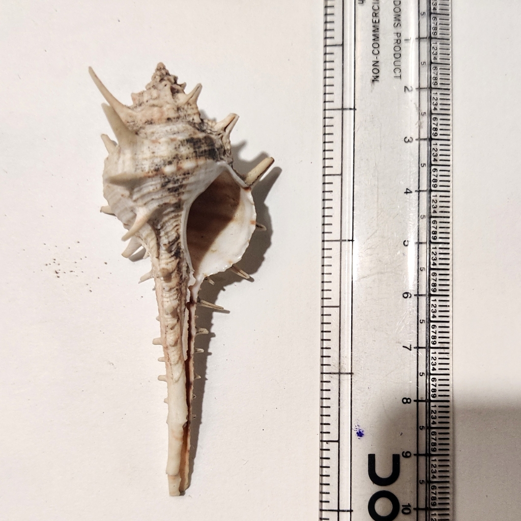 Murex indicus from Dwarka, Gujarat, India on January 02, 2015 by ...