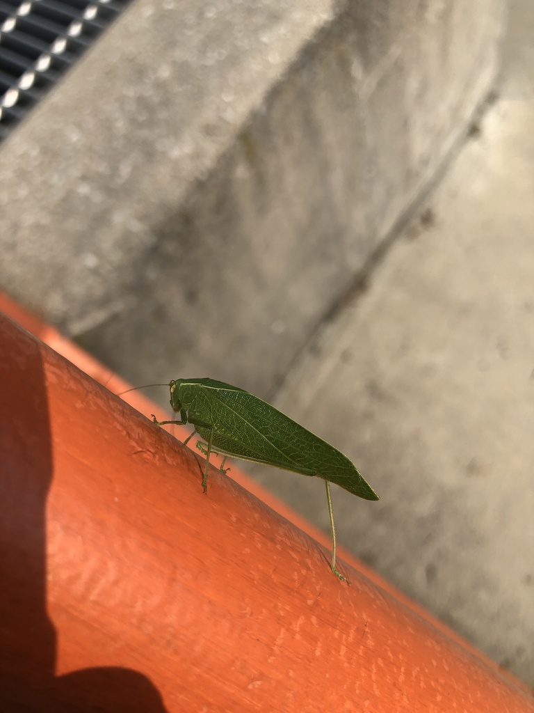 Modest Katydid from W Oakland Ave, Bloomington, IL, US on August 6 ...