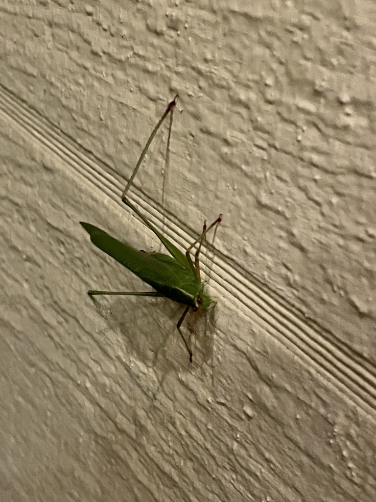Fork-tailed Bush Katydid from Fillbrook Dr, Lakeside, CA, US on August ...