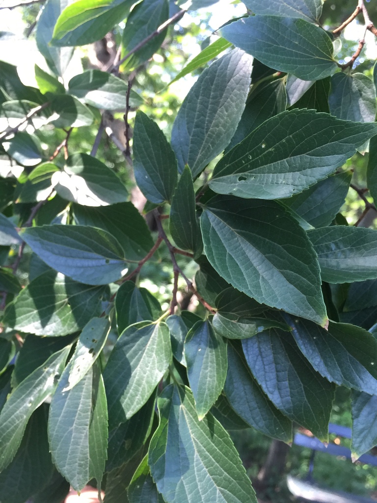 Chinese Hackberry from Central Park, New York, NY, US on August 6, 2021 ...