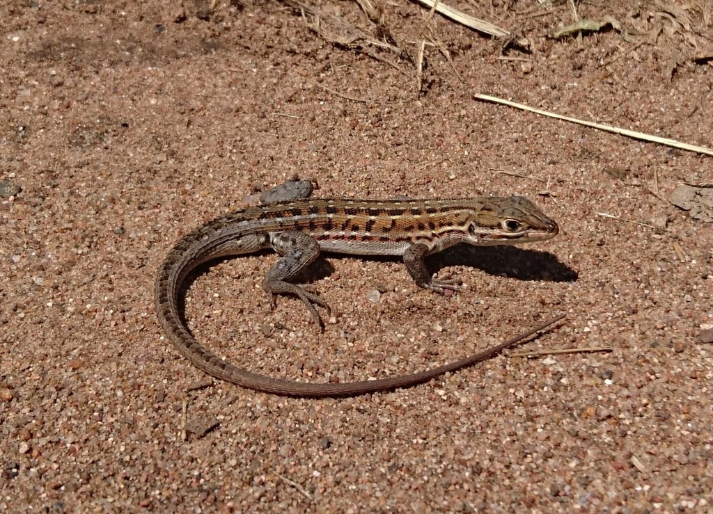 Common Rough-scaled Lizard from Malipati, Zimbabwe on March 28, 2018 at ...