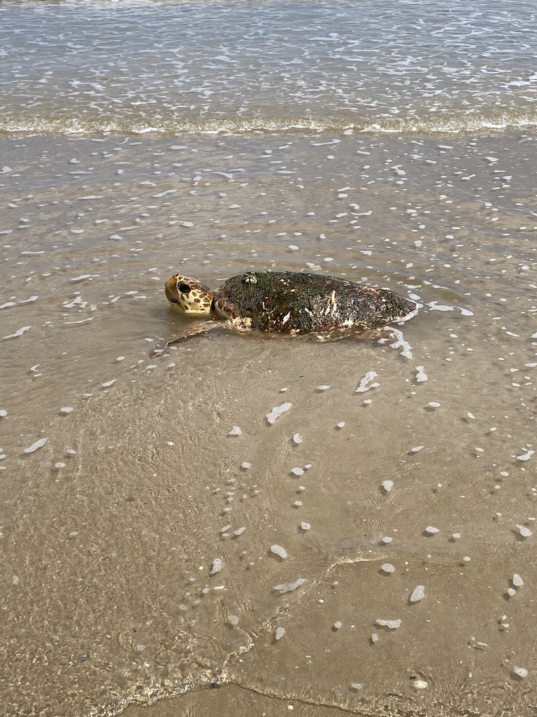 Loggerhead Sea Turtle in August 2021 by Kristine Rivers. Injured, but ...