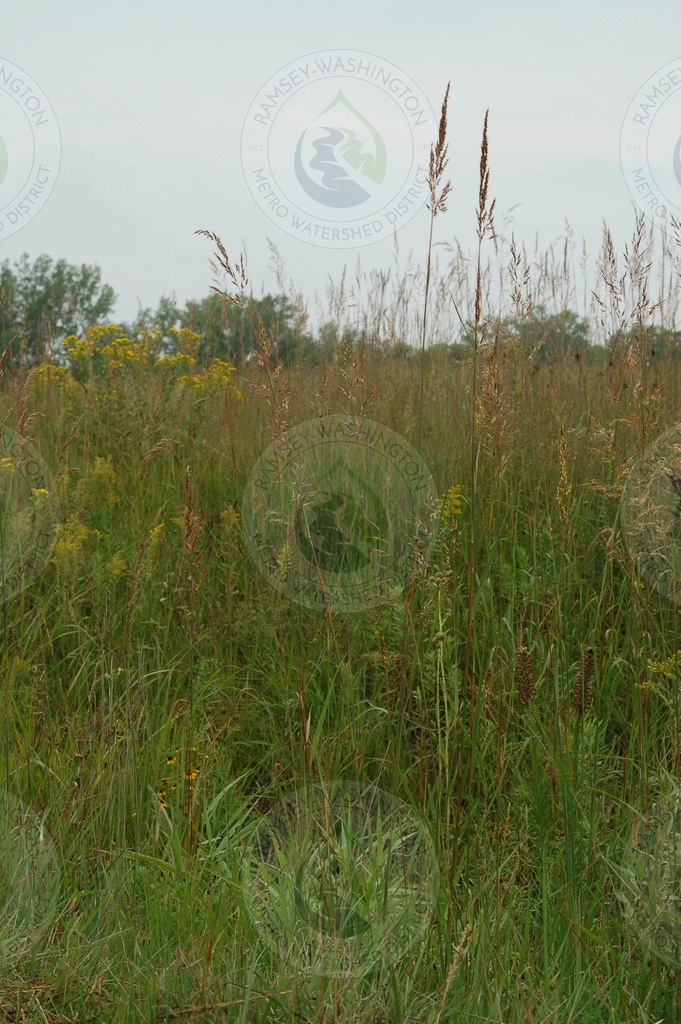 Prairie Grassland Of Washington