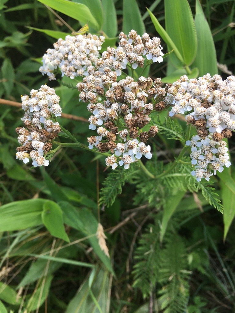 common yarrow from Deer Creek Rd, Gibsonia, PA, US on July 22, 2021 at ...