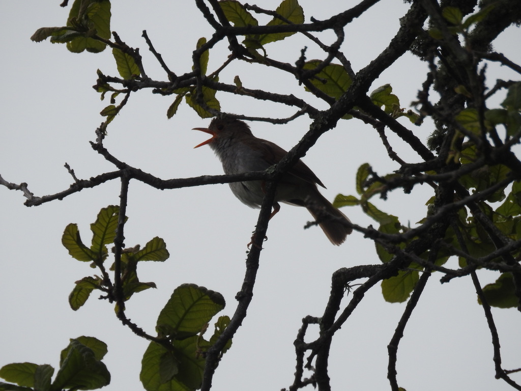 Orange-billed Nightingale-Thrush from Ajacuba, Hgo., México on August 6 ...