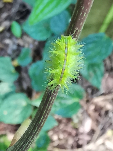 Thosea monoloncha · iNaturalist