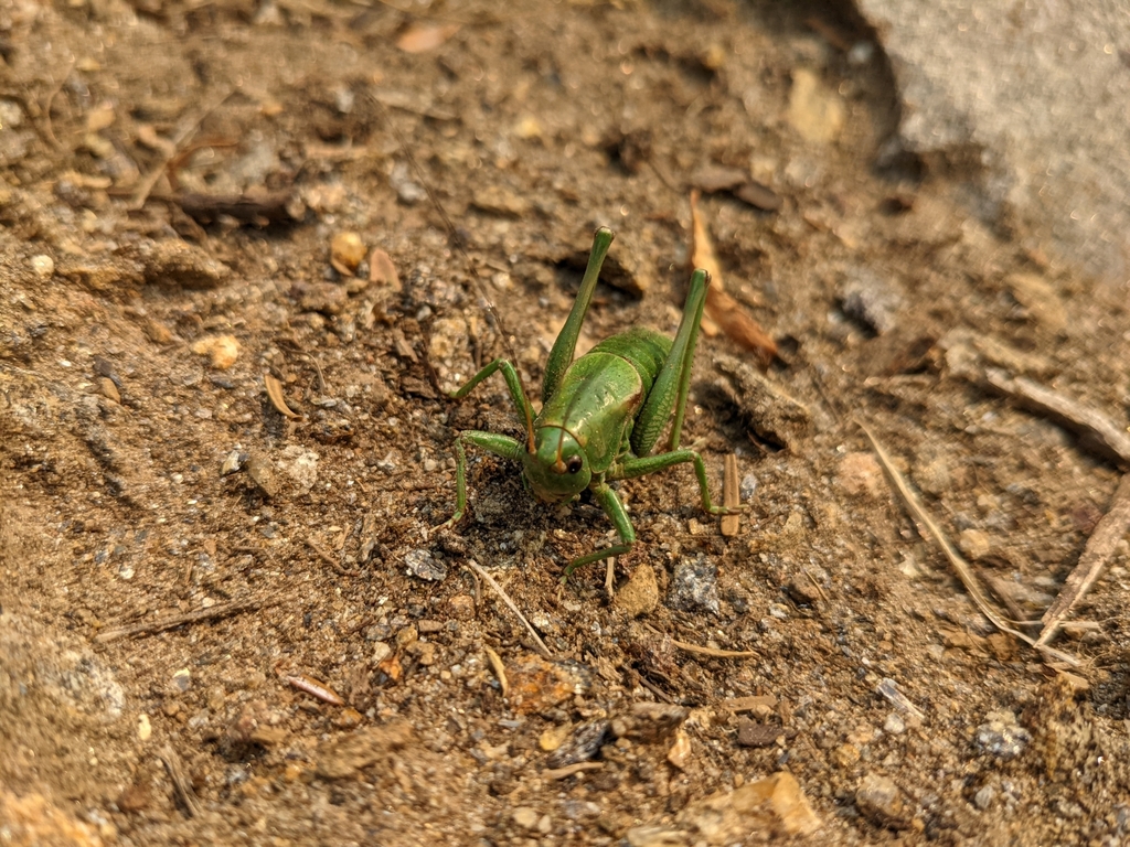 Anabrus from Darrington, WA 98241, USA on August 05, 2021 at 12:00 PM ...