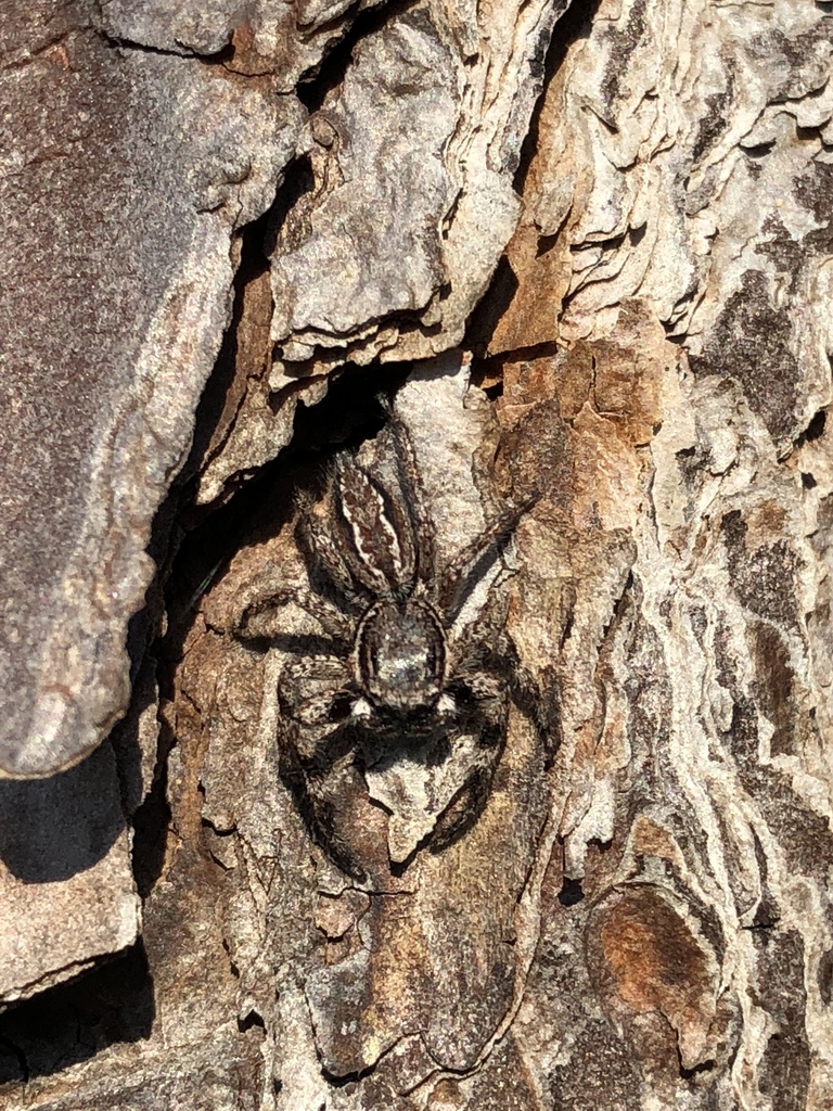 Tan Jumping Spider from Everglades National Park, Homestead, FL, US on ...