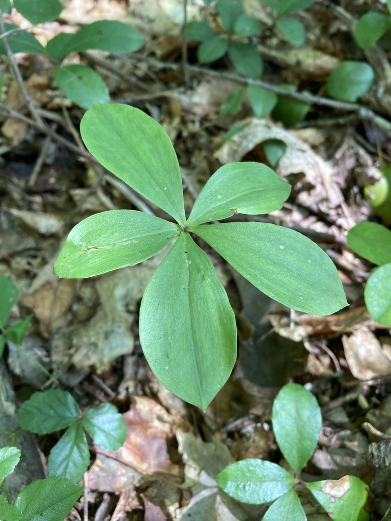 Large Whorled Pogonia from Jim Thorpe, PA, US on August 06, 2021 at 10: ...