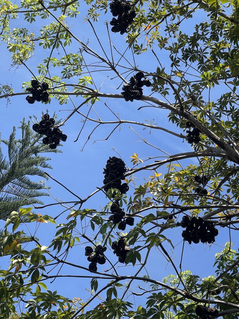 Java Olive from Bali, Badung, Bali, ID on August 6, 2021 at 01:54 PM by ...