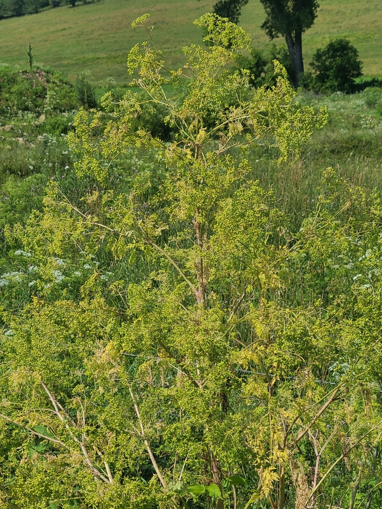 poison hemlock from Jefferson, WI, USA on July 5, 2021 at 10:26 AM by ...