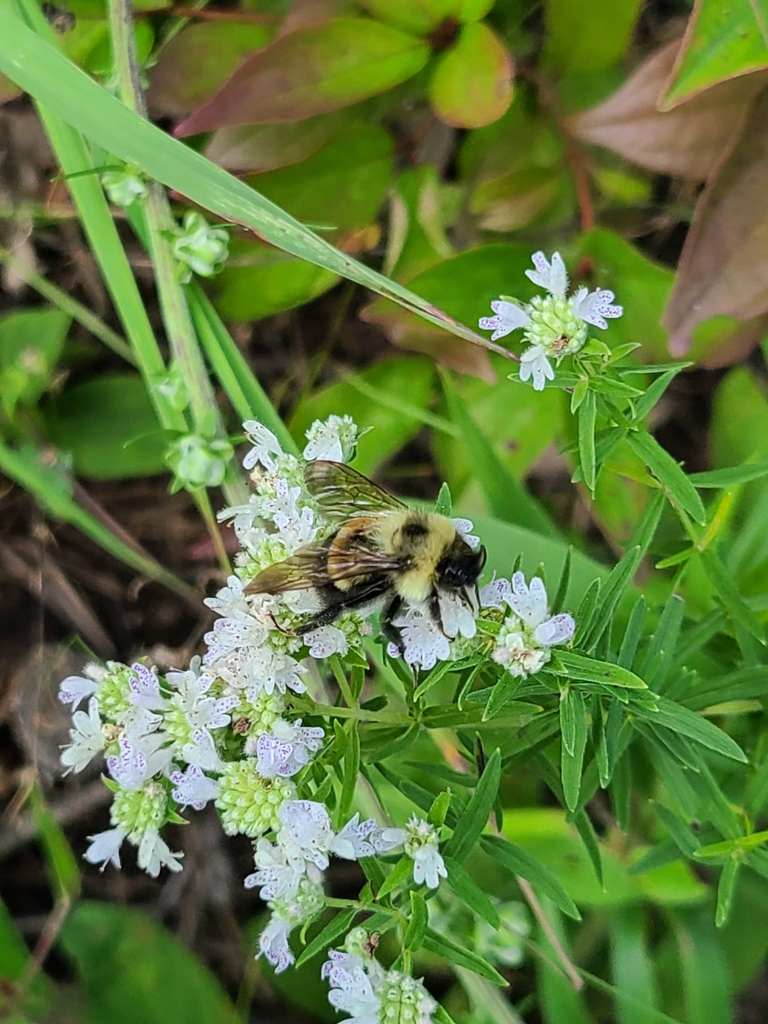 Rusty-patched Bumble Bee in August 2021 by benandkerstyn · iNaturalist