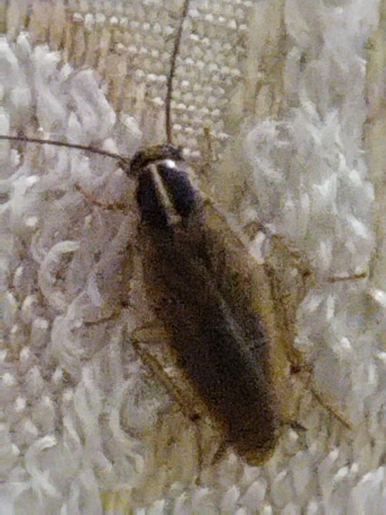 German Cockroach from Srima Nagar, Lochapada, Brahmapur, Odisha, India ...