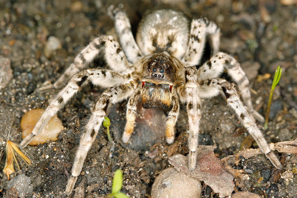 Lycosa singoriensis from 7142 Illmitz, Österreich on June 5, 2013 at 06 ...