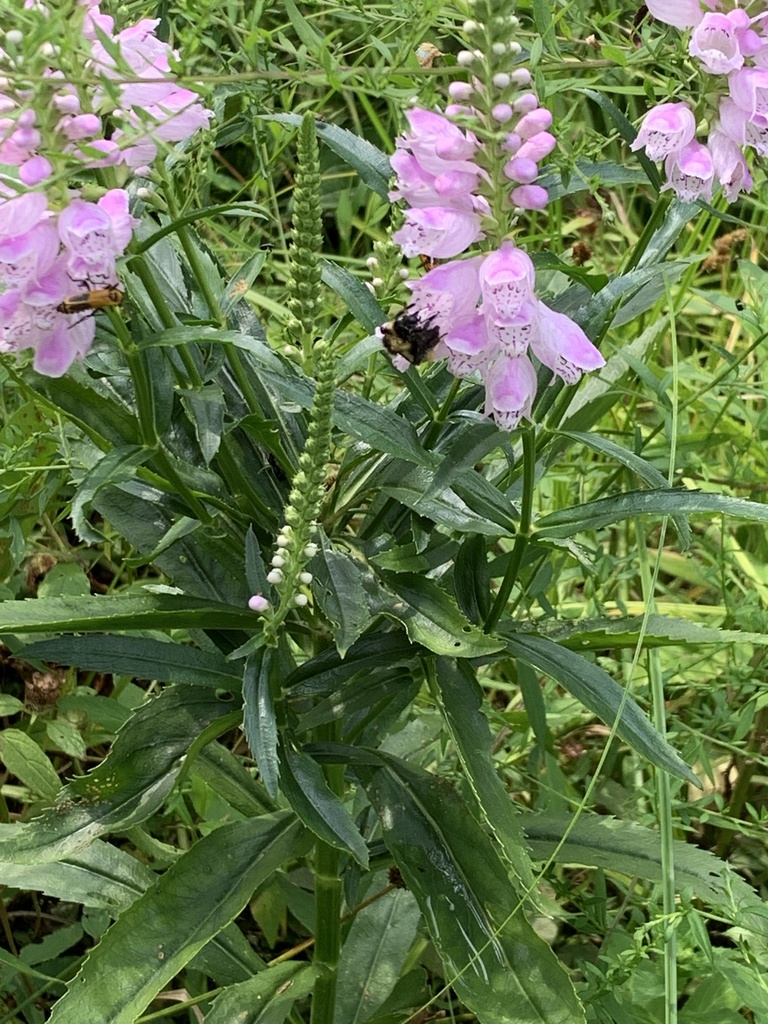 Golden Northern Bumble Bee from Trail Tree Park, Deerfield, IL, US on ...