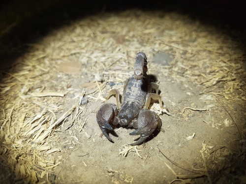 Scorpio propinquus · iNaturalist