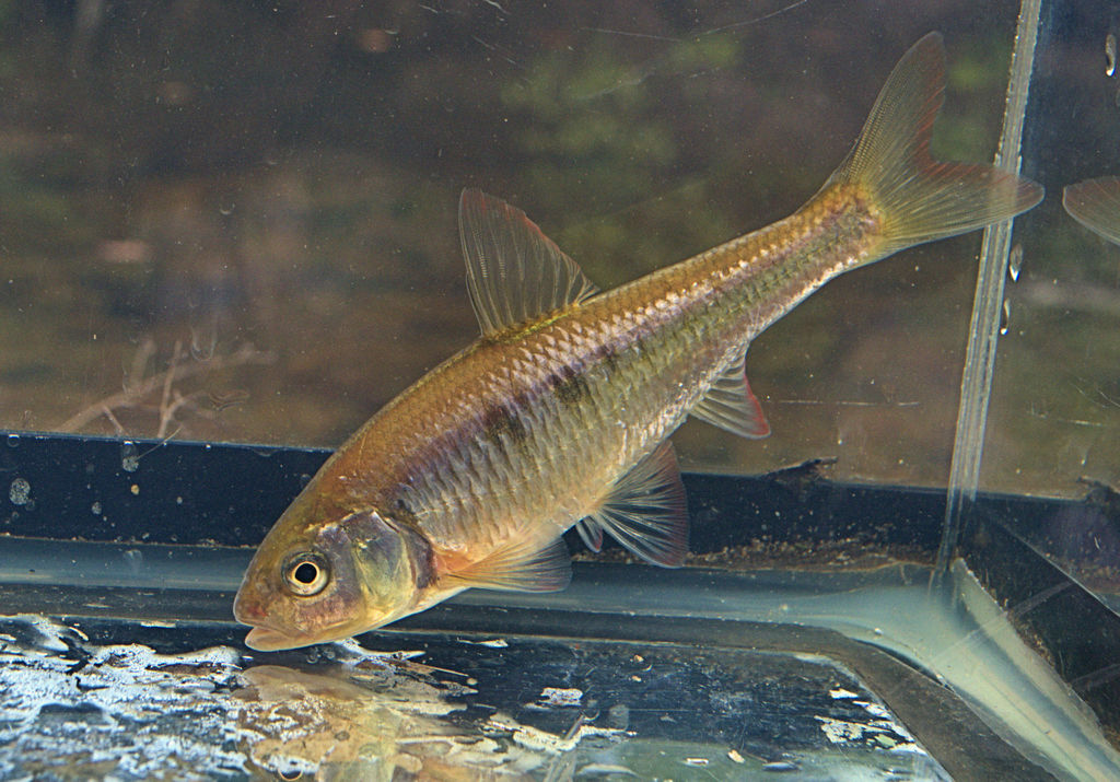 Common Shiner from Prince William County, VA, USA on April 6, 2018 at ...