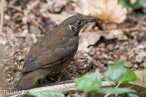 Dark-sided Thrush (Zoothera marginata) · iNaturalist United Kingdom