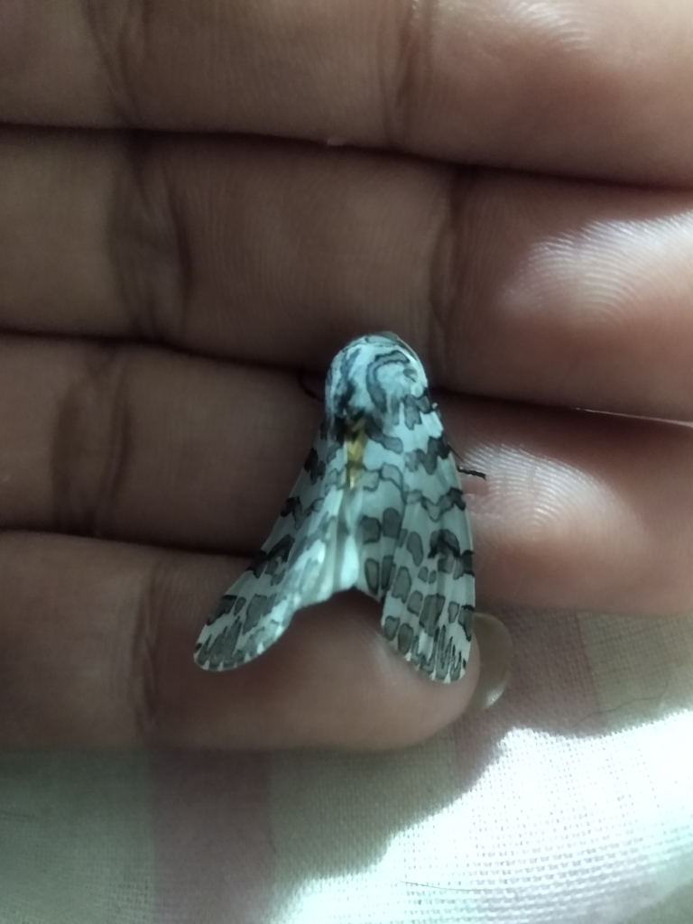 Stictocompe suffusa in August 2021 by Alejandra Vázquez · iNaturalist