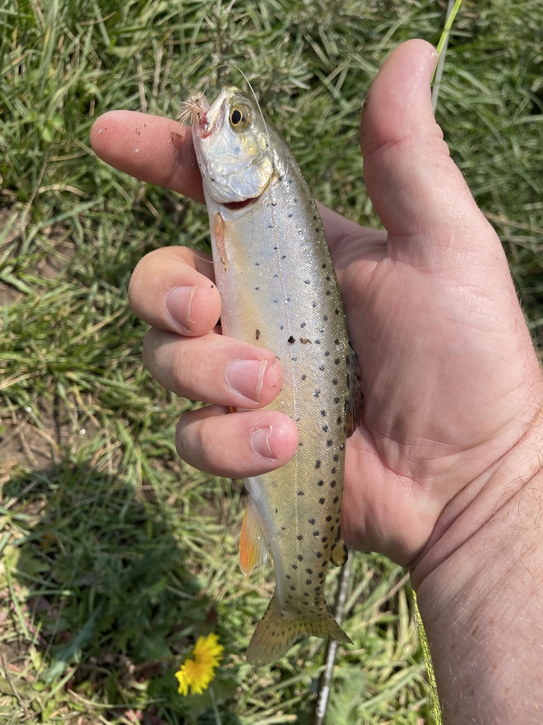 Bonneville Cutthroat Trout from Uinta-Wasatch-Cache National Forest ...