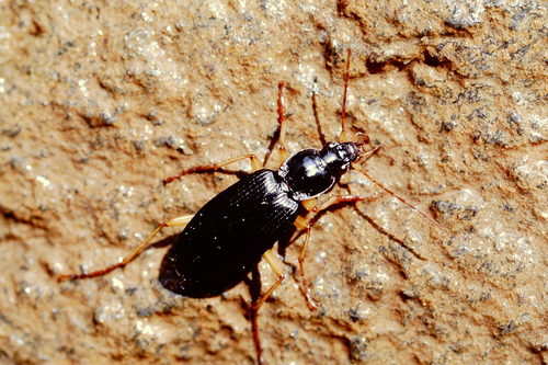 Synuchus melantho · iNaturalist