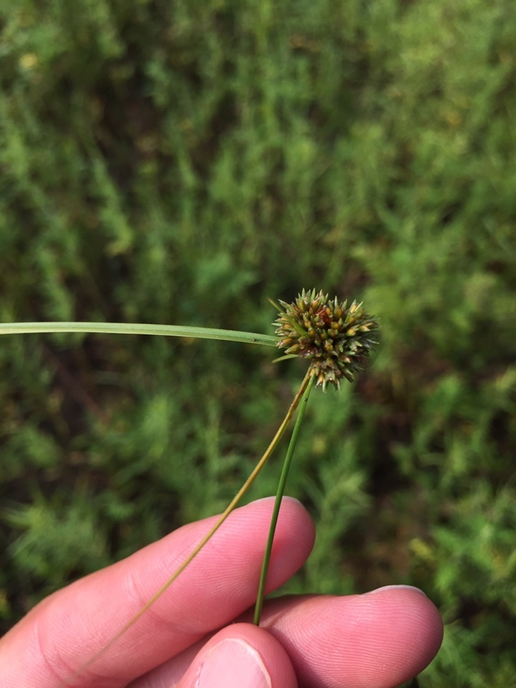 Great Plains Flatsedge from Wheatfield, IN, US on August 07, 2021 at 08 ...
