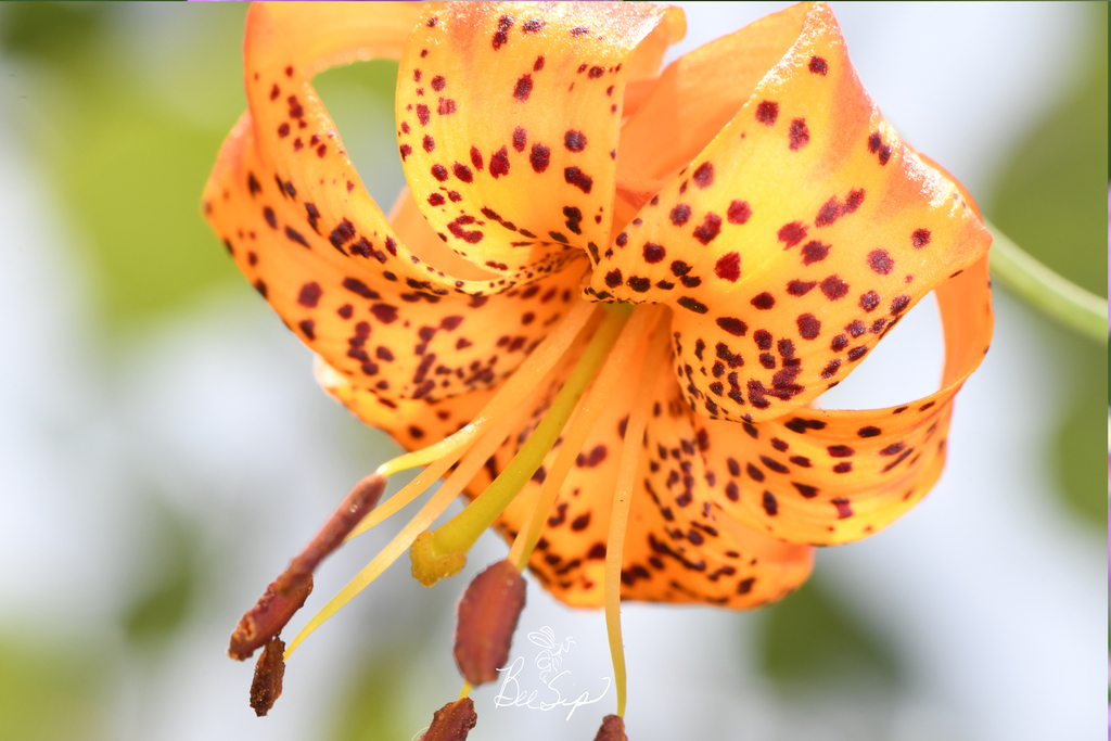 Leopard Lily from Trinity Alps, California 96048, USA on July 25, 2021 ...