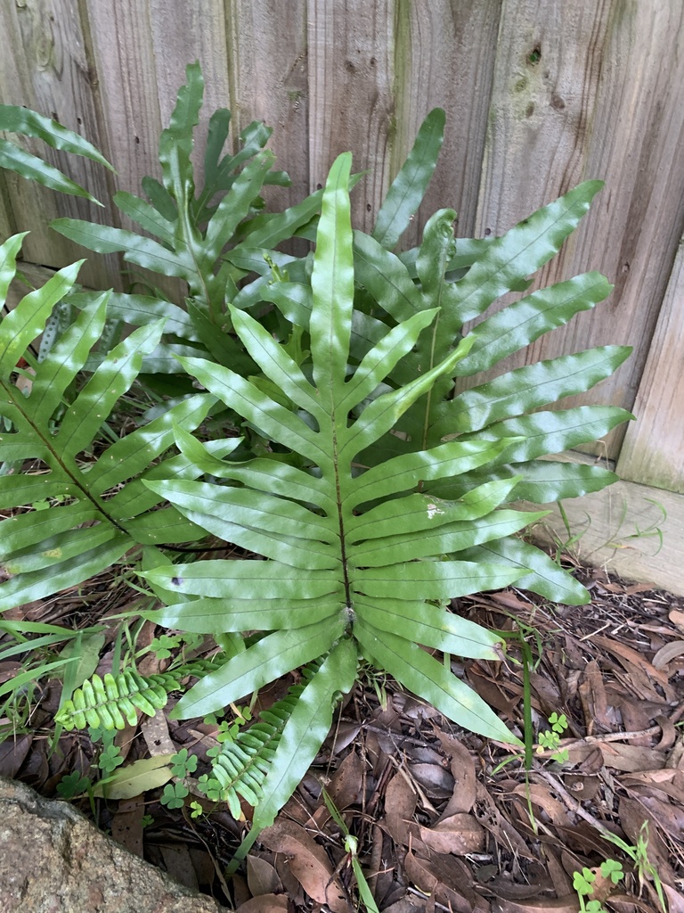 Polypodiales in August 2021 by Arron Pitman. Over in the corner by ...