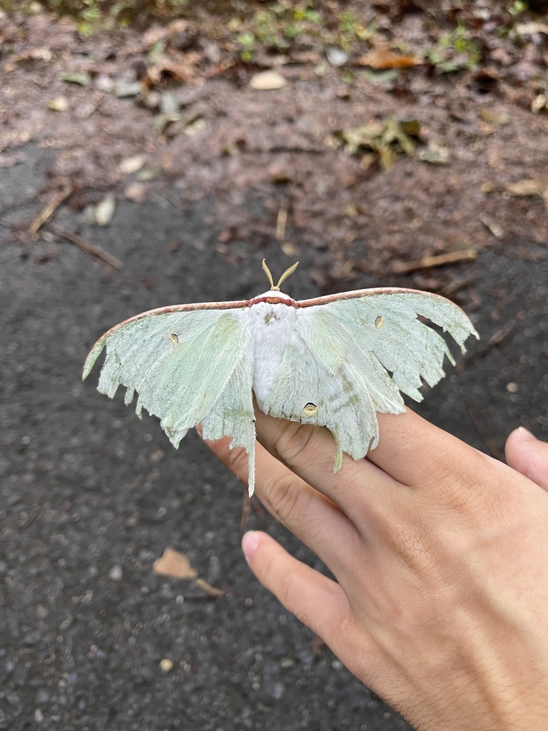 Actias aliena aliena from 小原, 山県郡北広島町, 広島県, JP on August 8, 2021 at 06: ...