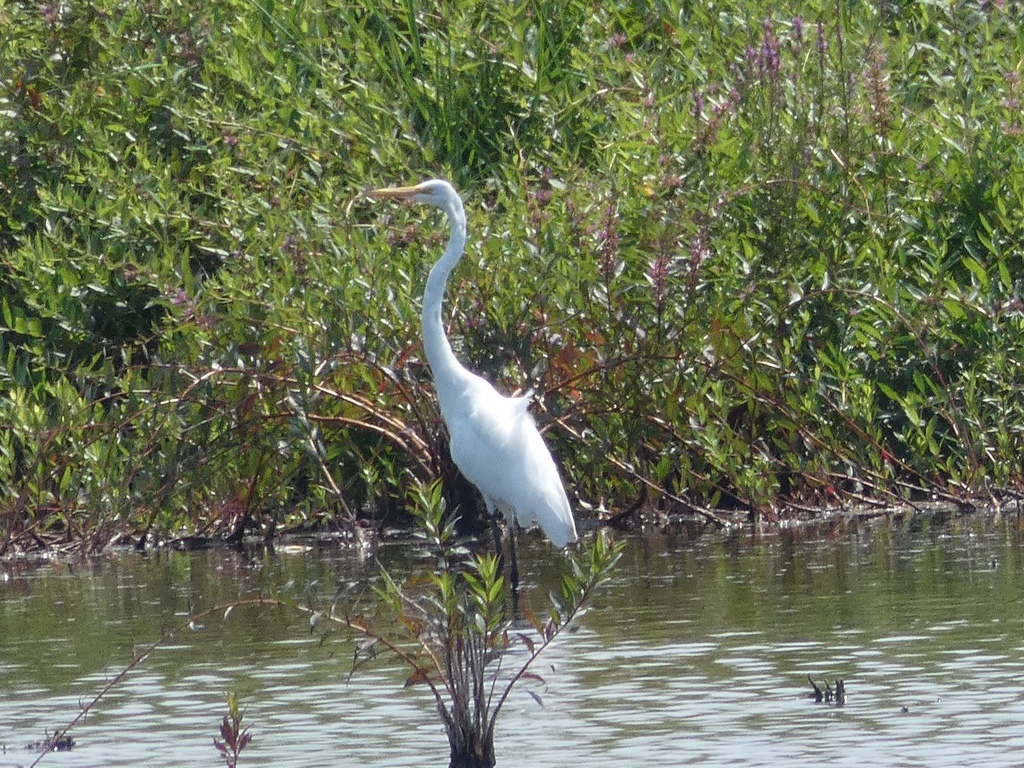 Great Egret from Margaretta Township, Sandusky, OH, US on August 07 ...